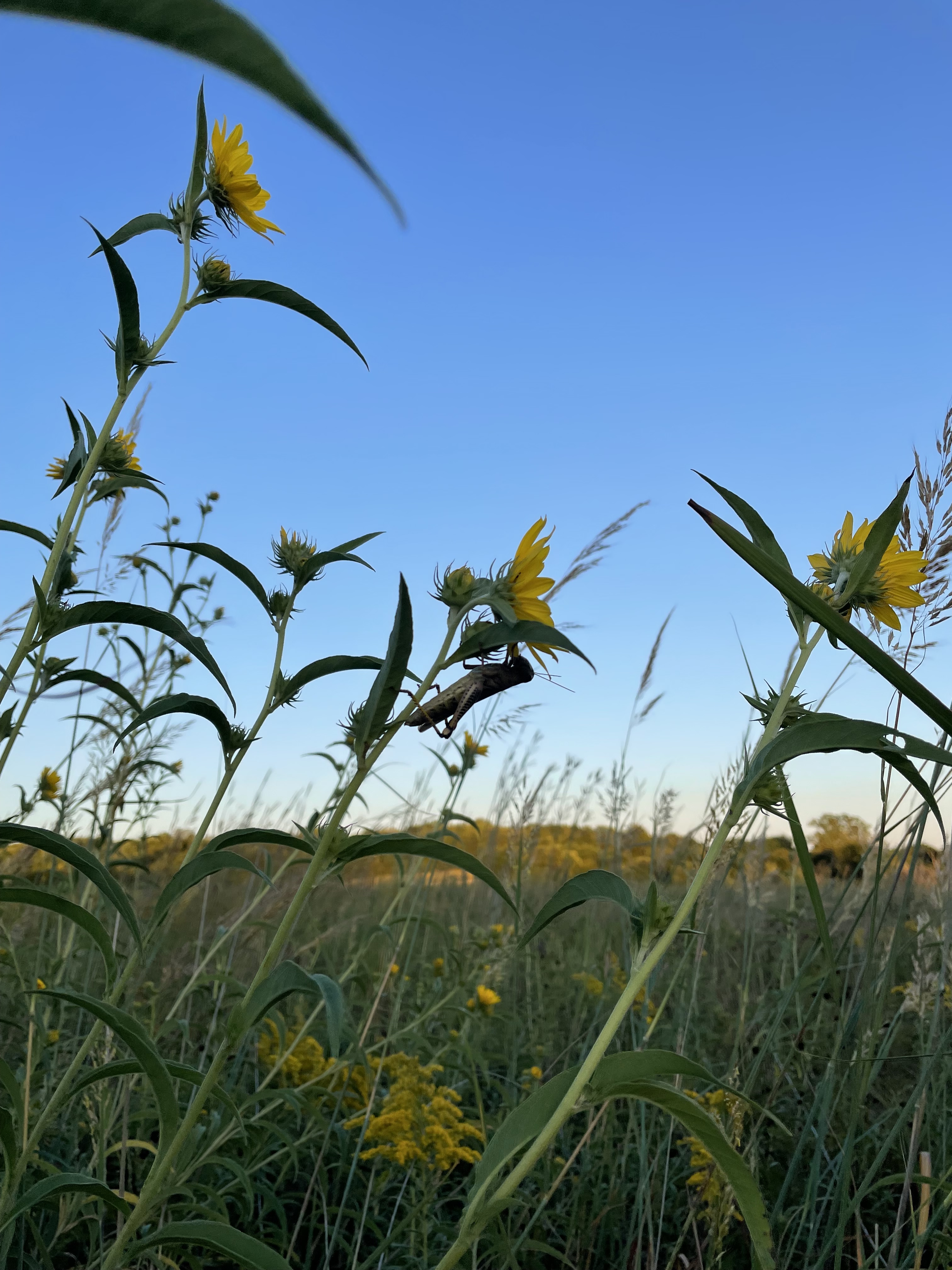 About SEE – The Sunflower Education InstitutE